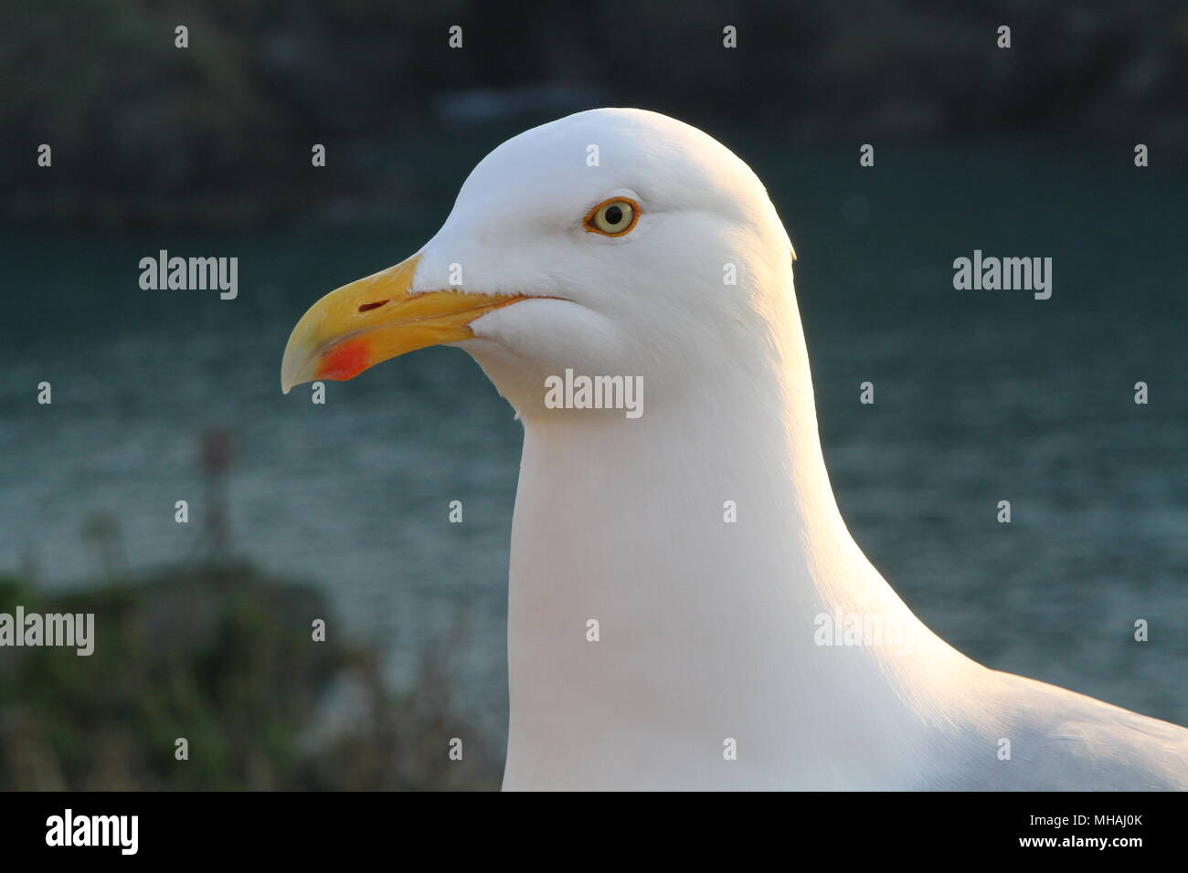 Gulls head hi-res stock photography and images - Alamy