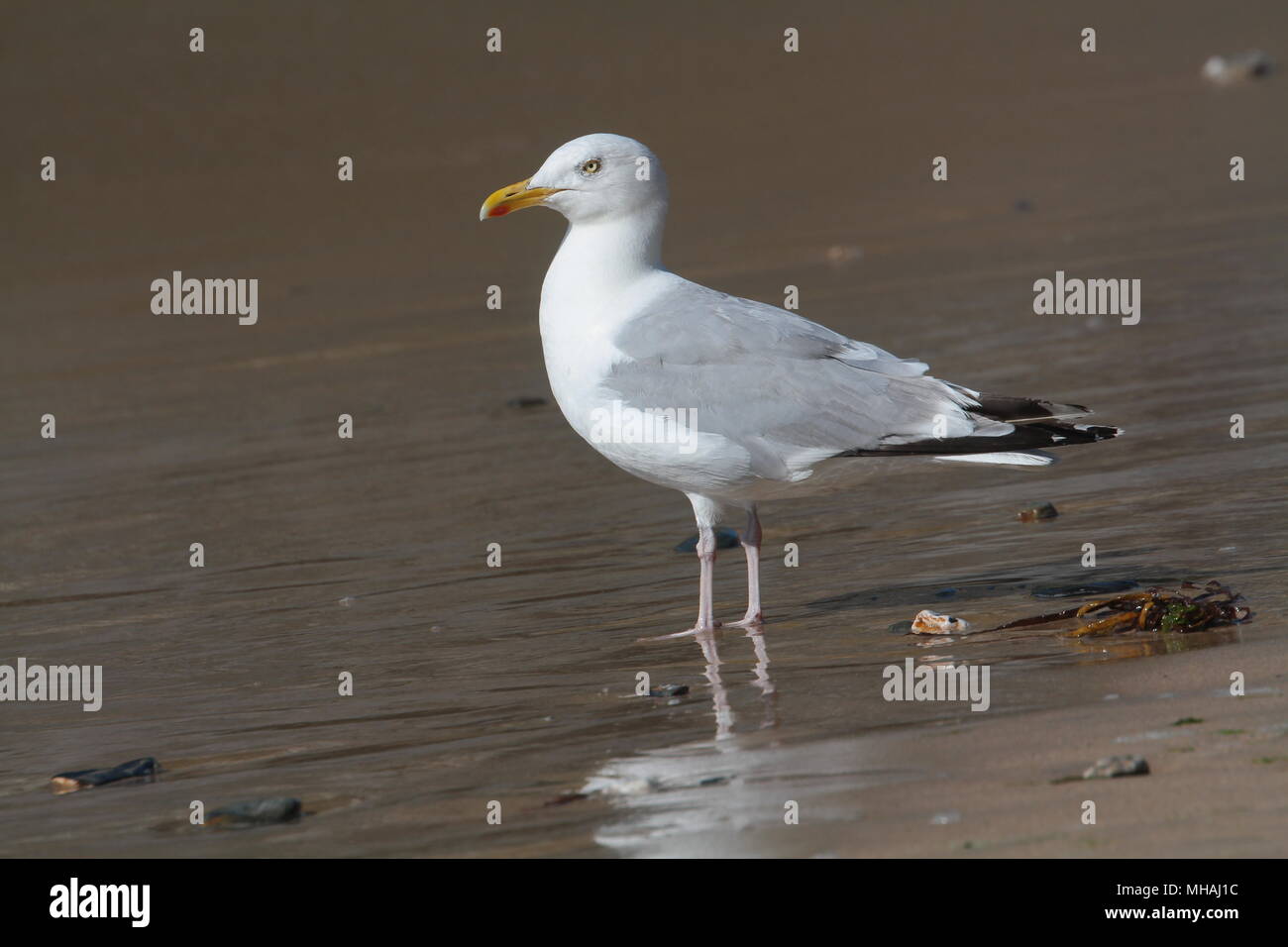 Sand and seagul hi-res stock photography and images - Alamy