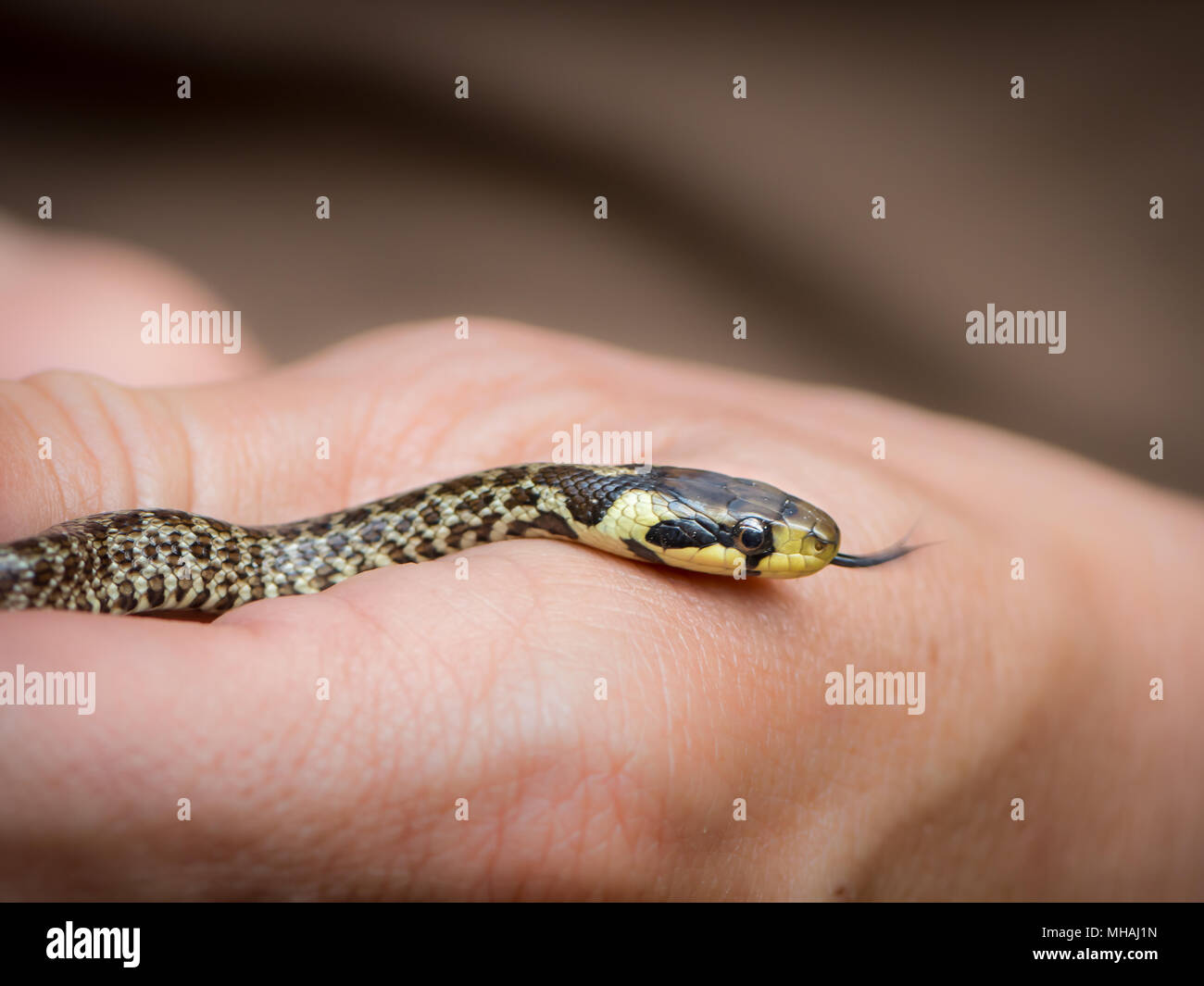 Baby grass snake hi-res stock photography and images - Alamy