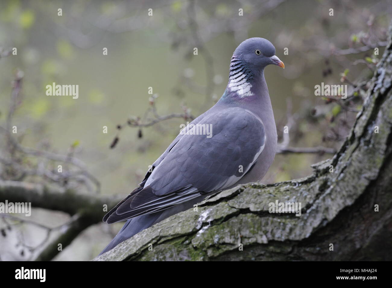 Pigeon in woodland hi-res stock photography and images - Alamy