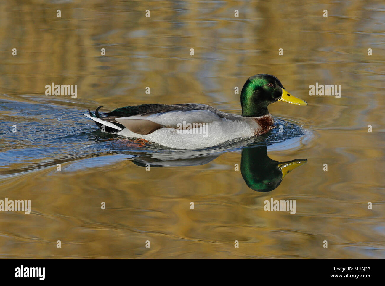 Mallard fish hi-res stock photography and images - Alamy