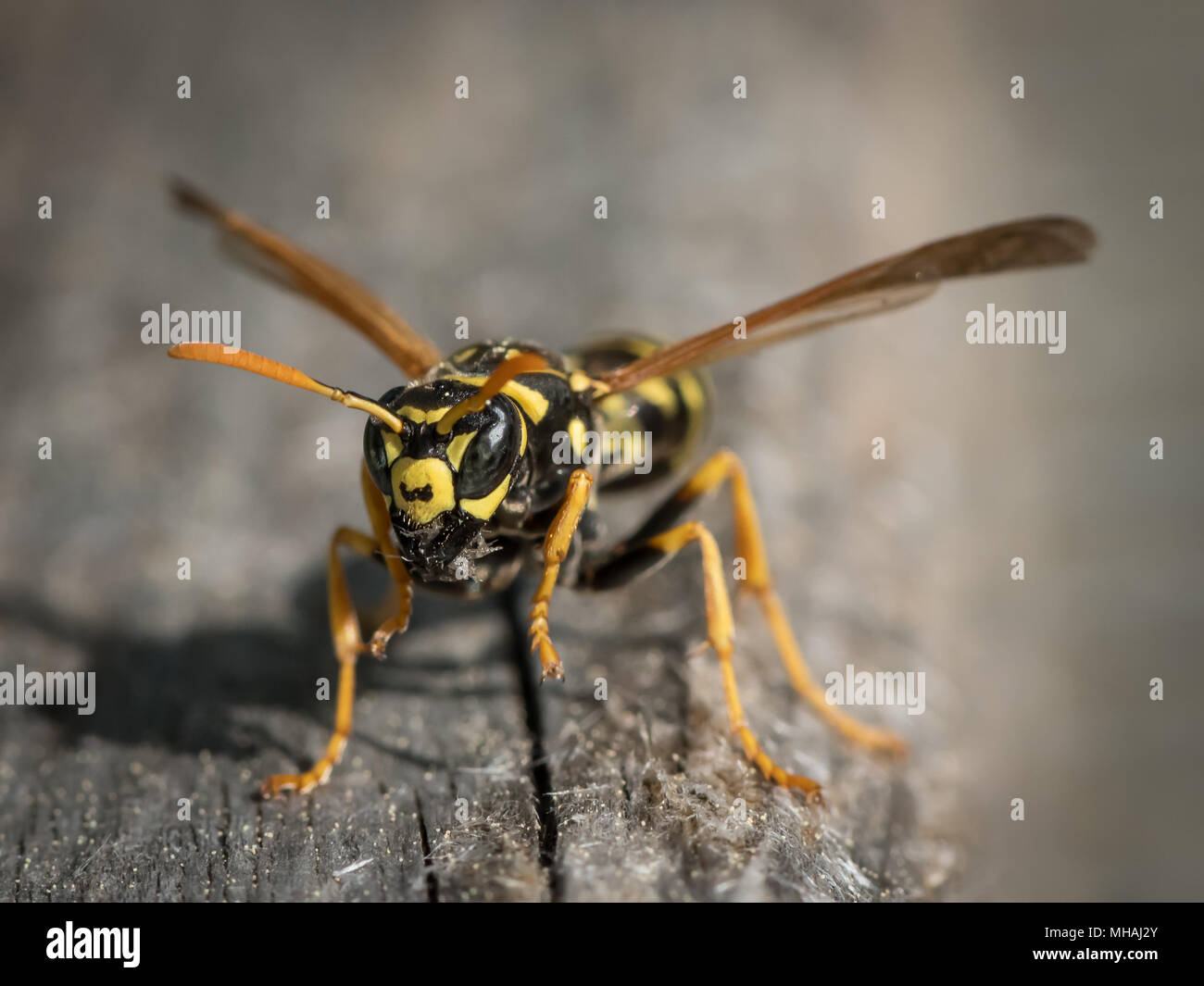 A European paper wasp (Polistes dominula) collecting wood for nest ...