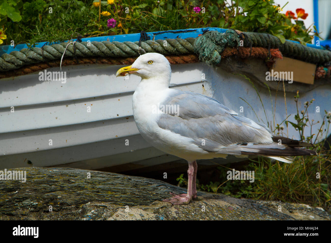 Nautical bird hi-res stock photography and images - Alamy