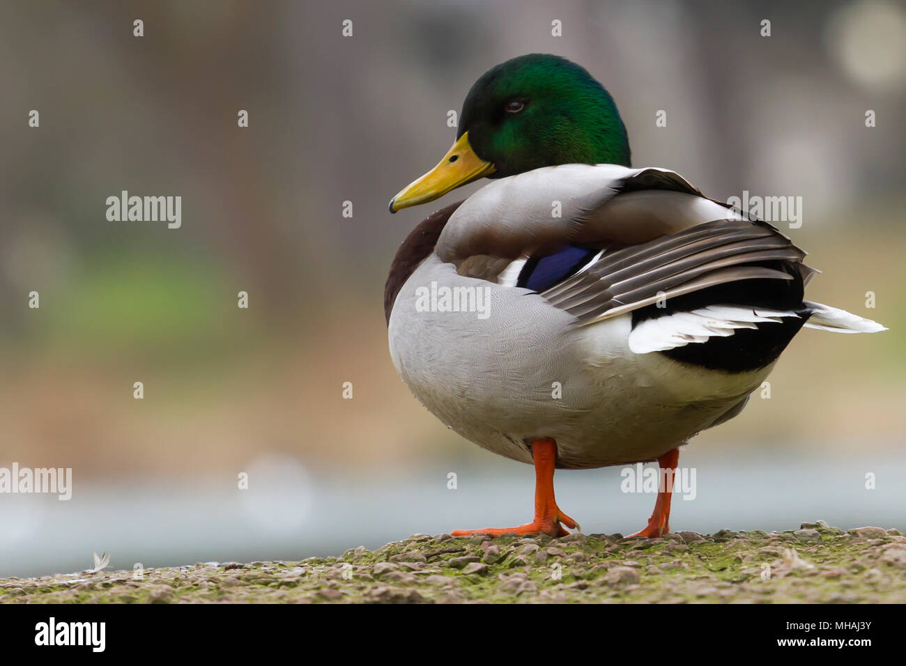 Tubby body hi-res stock photography and images - Alamy