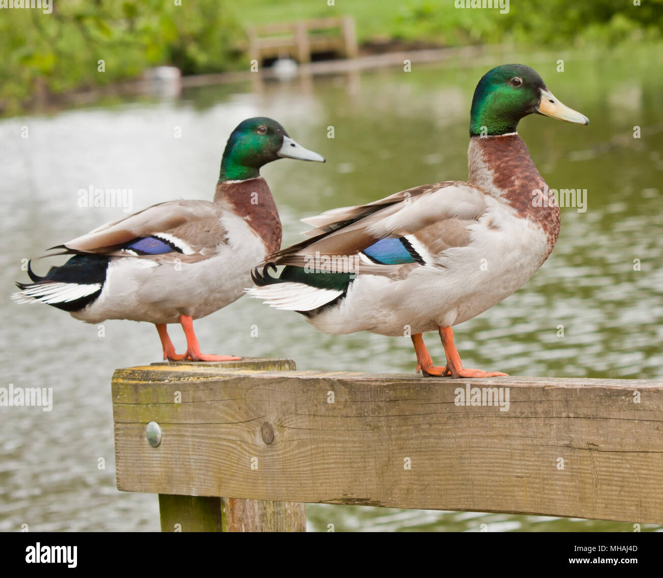 Two mallards resting hi-res stock photography and images - Alamy