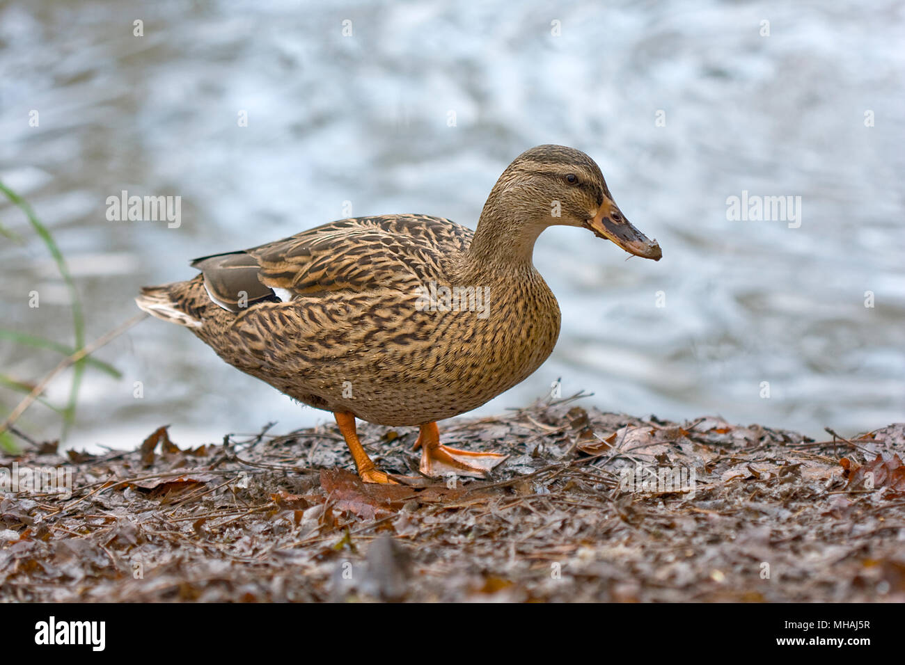Duck out of Water Stock Photo - Alamy