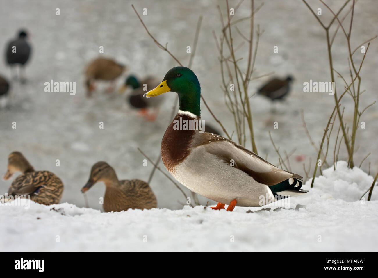 Snow duck hi-res stock photography and images - Alamy
