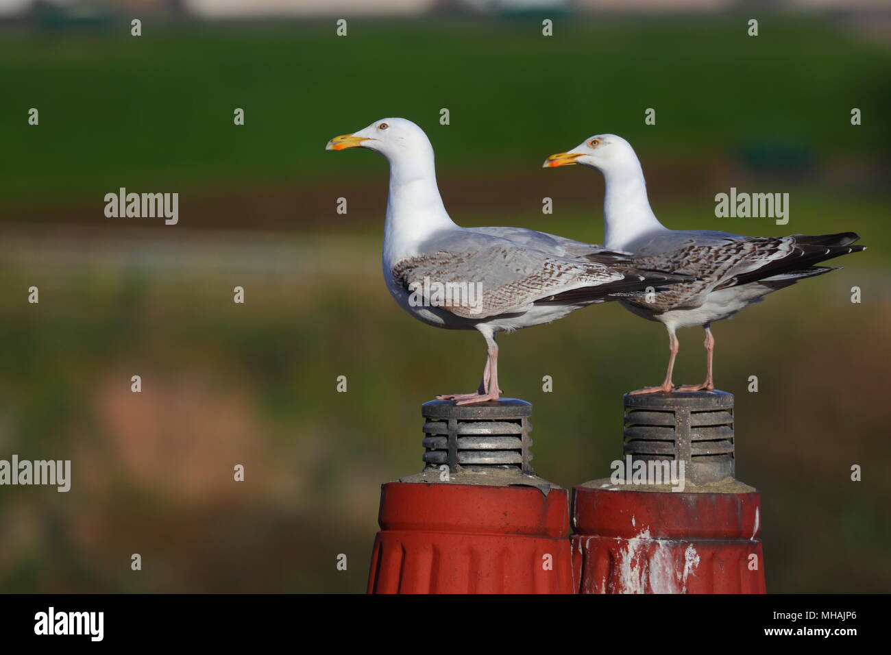 Predators are gulls hi-res stock photography and images - Alamy