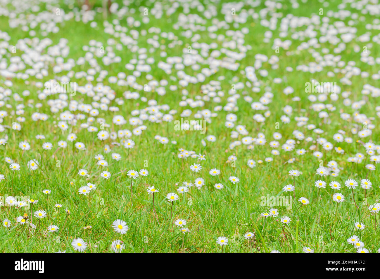 Full blooming daisies hi-res stock photography and images - Alamy