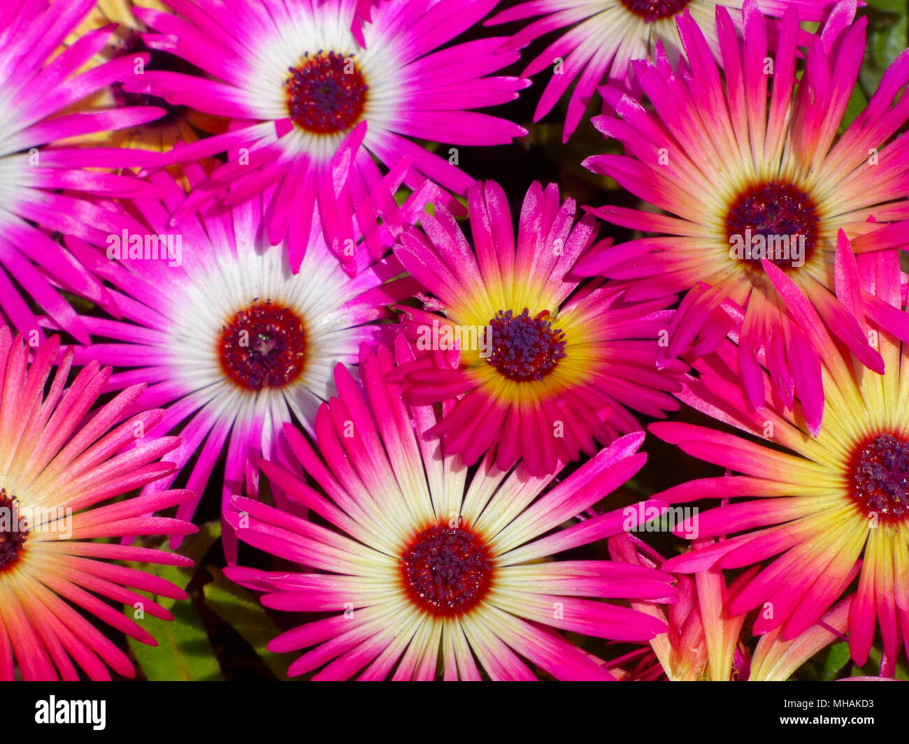 White daisy livingstone daisy flower hi-res stock photography and ...