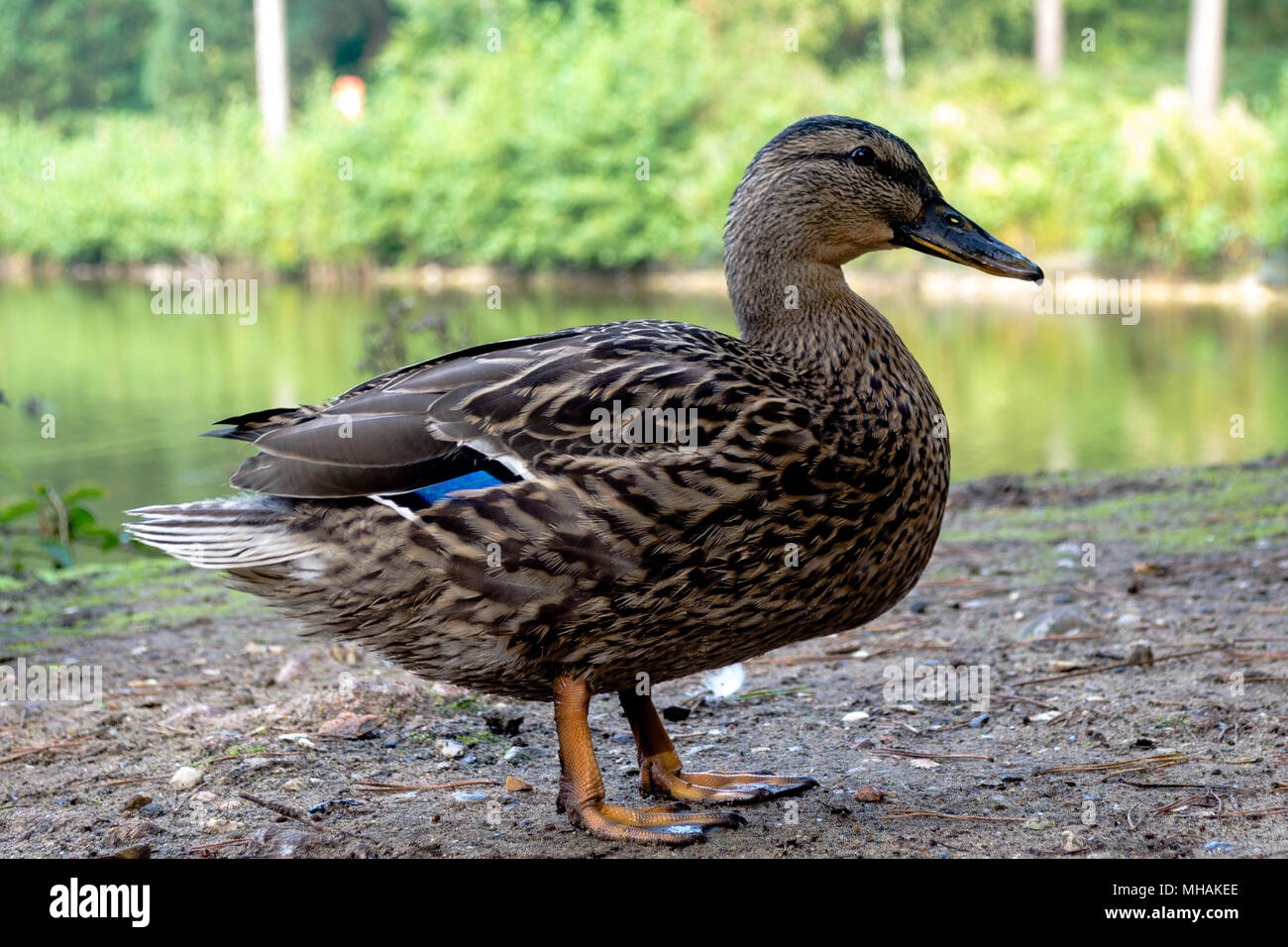 A side view of a gadwall duck Stock Photo - Alamy