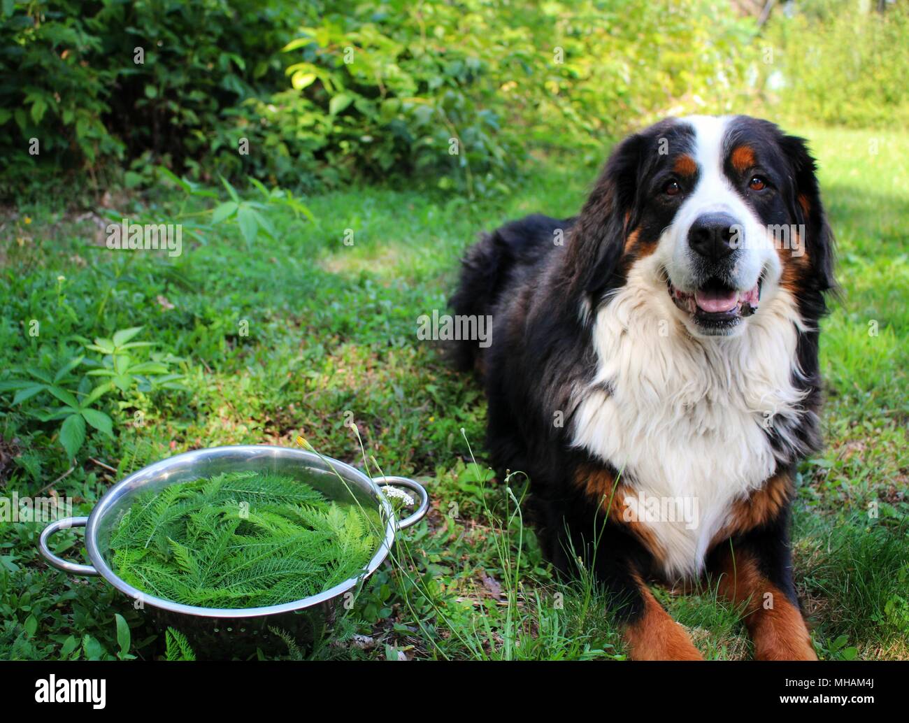 Dog forage hi-res stock photography and images - Alamy