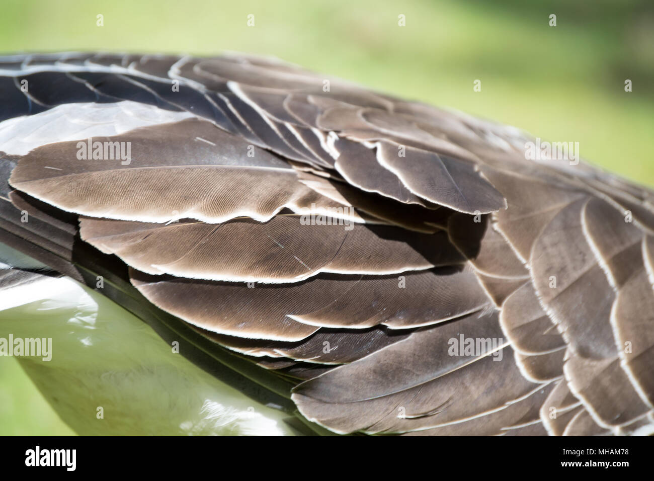 Pinion feathers hi-res stock photography and images - Alamy