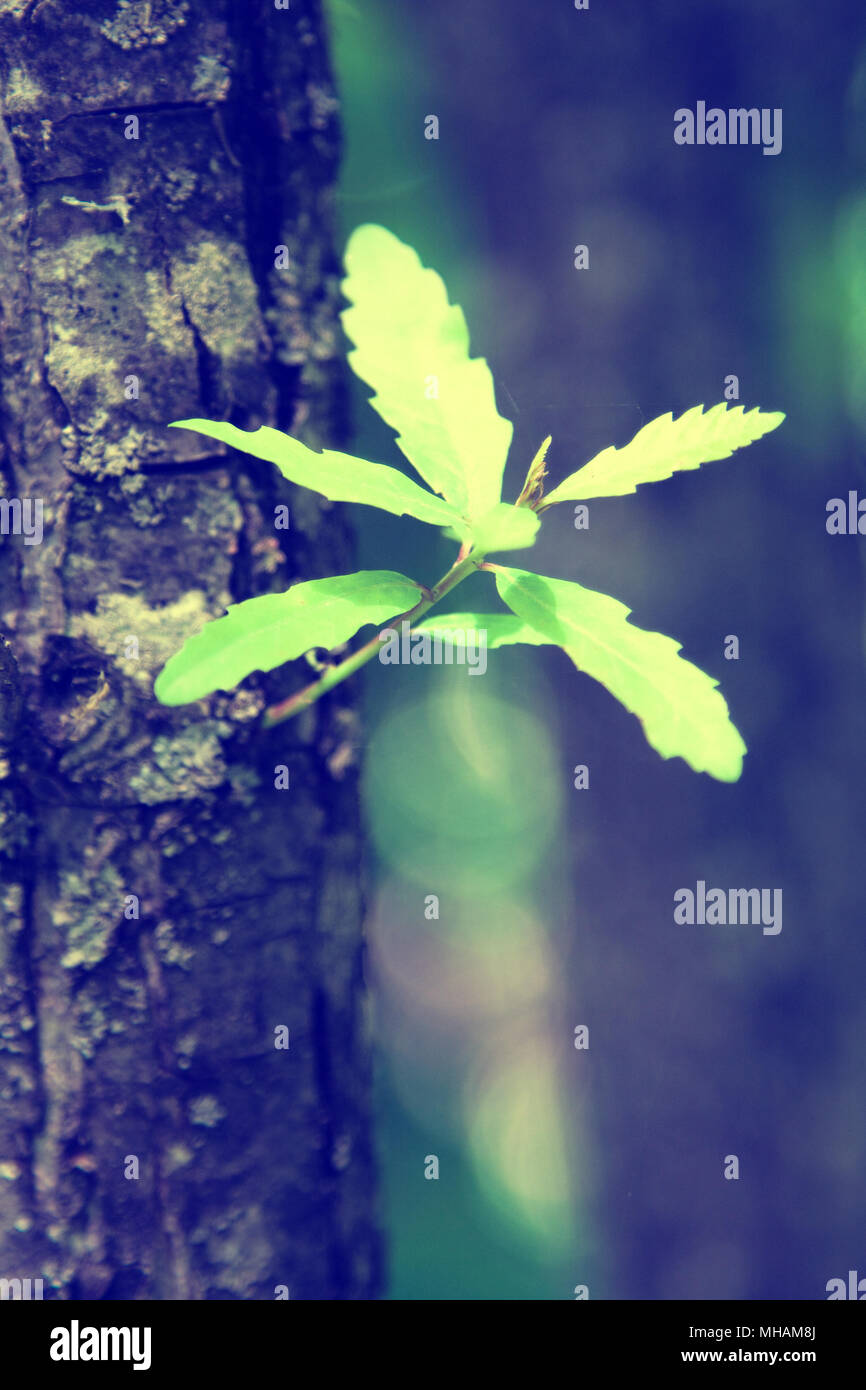 Newly grown tree branch hi-res stock photography and images - Alamy
