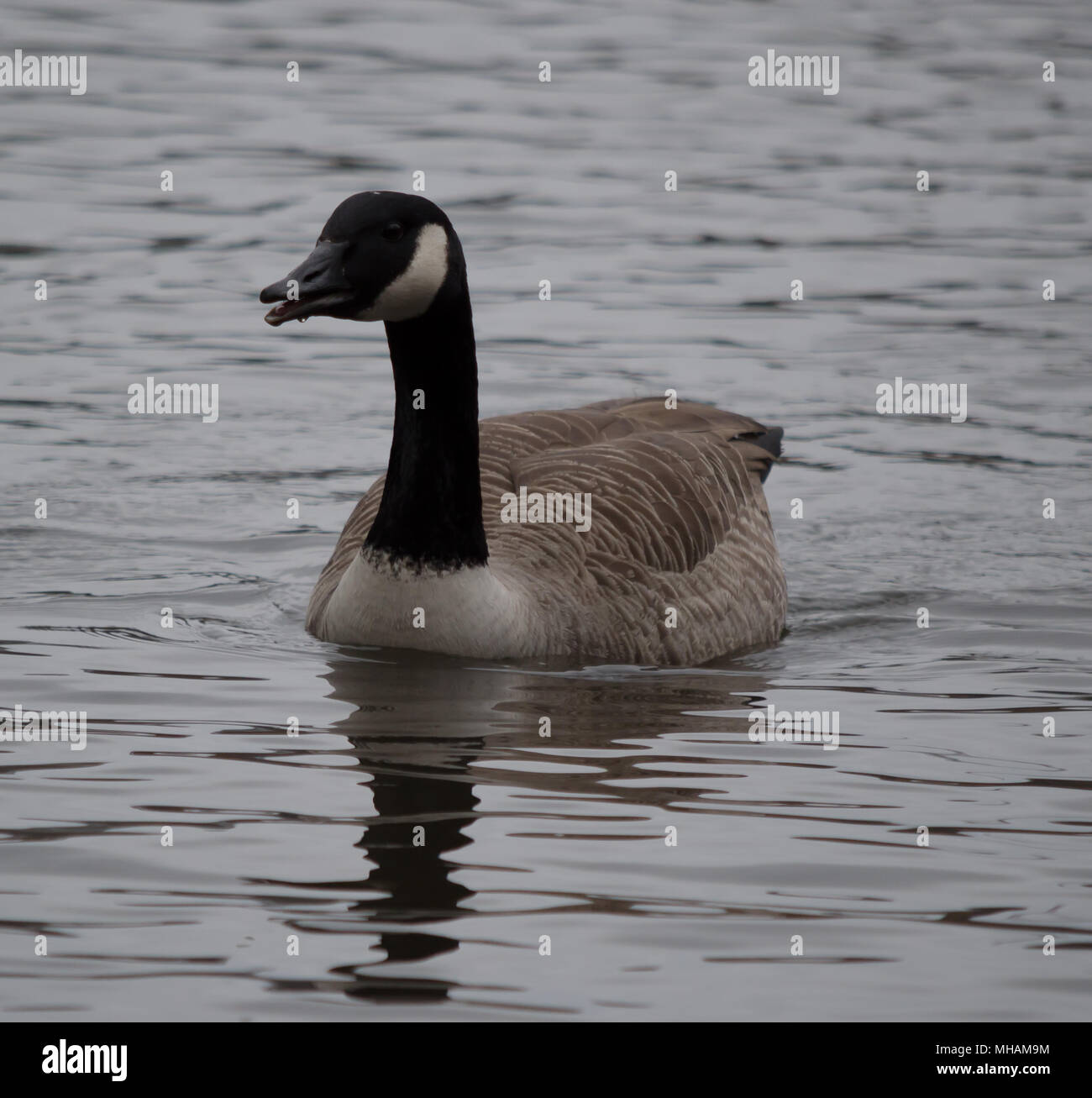 An image of a black headed goose with it's mouth hanging open and body ...