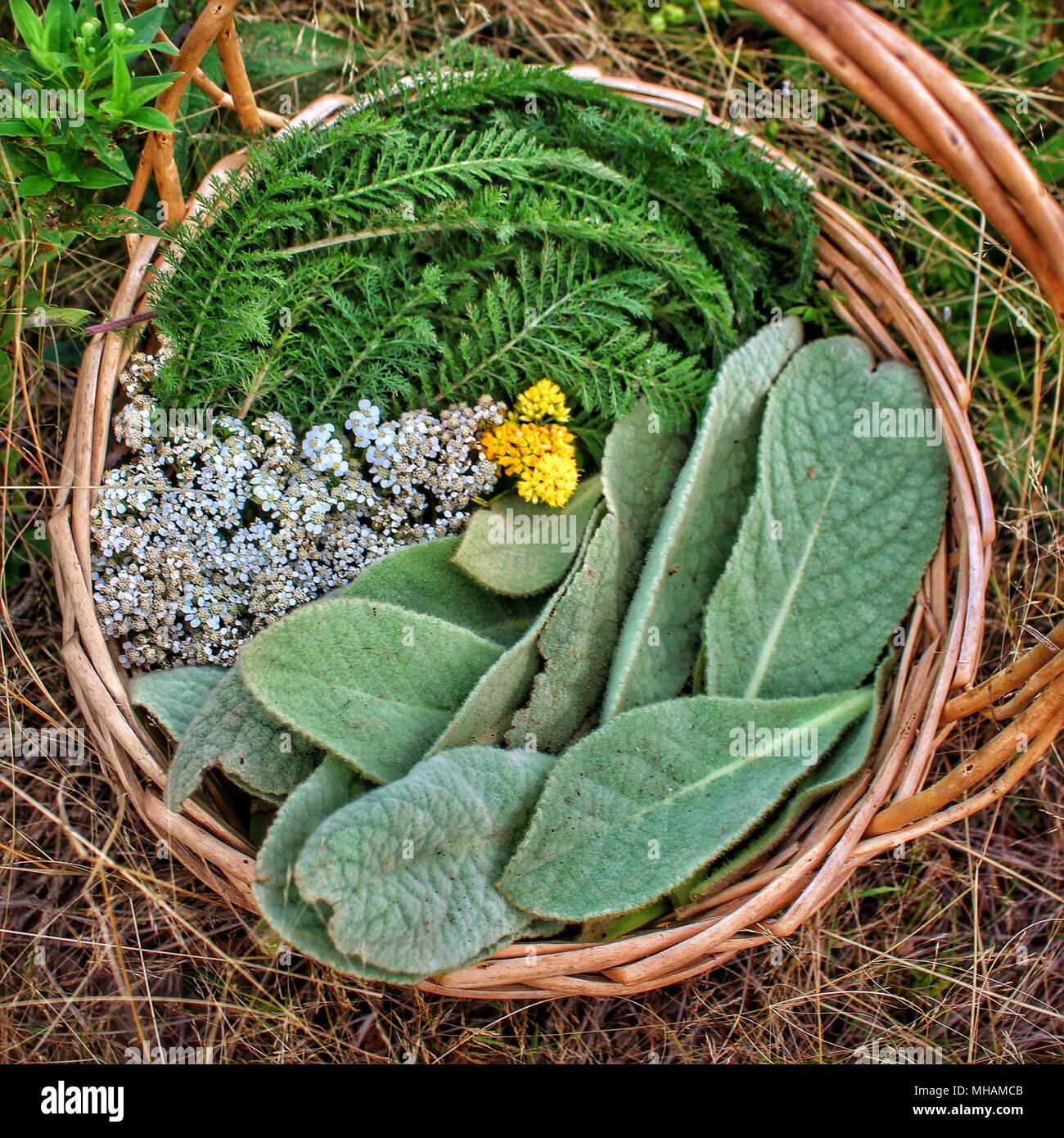 Wicker basket medicinal herbs hi-res stock photography and images - Alamy