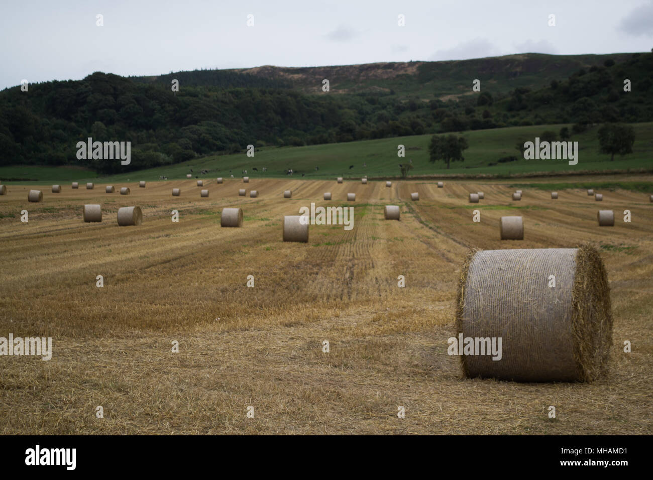 An image of rolled hay bails Stock Photo - Alamy
