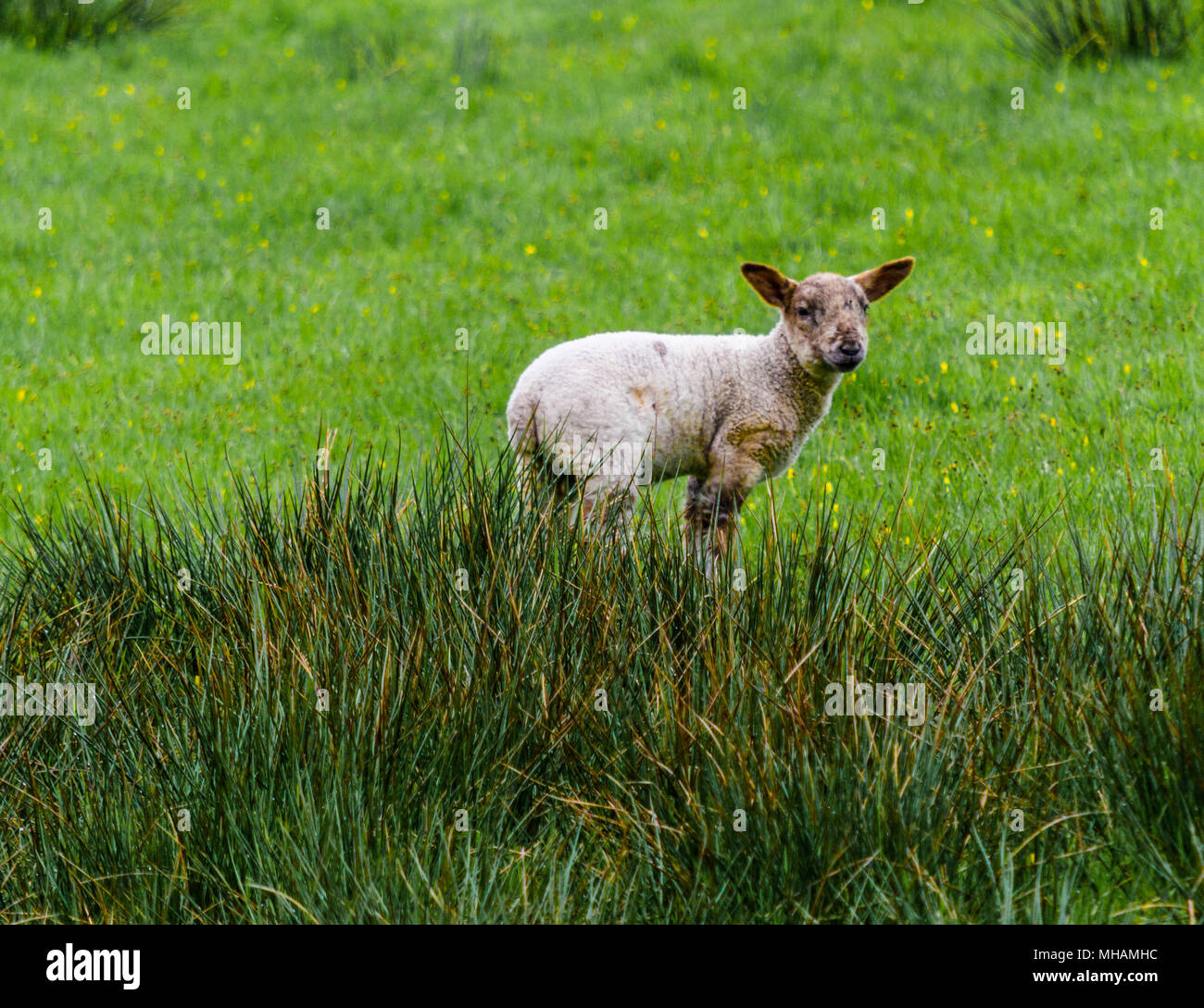 A lamb standing alone in tall grass Stock Photo - Alamy