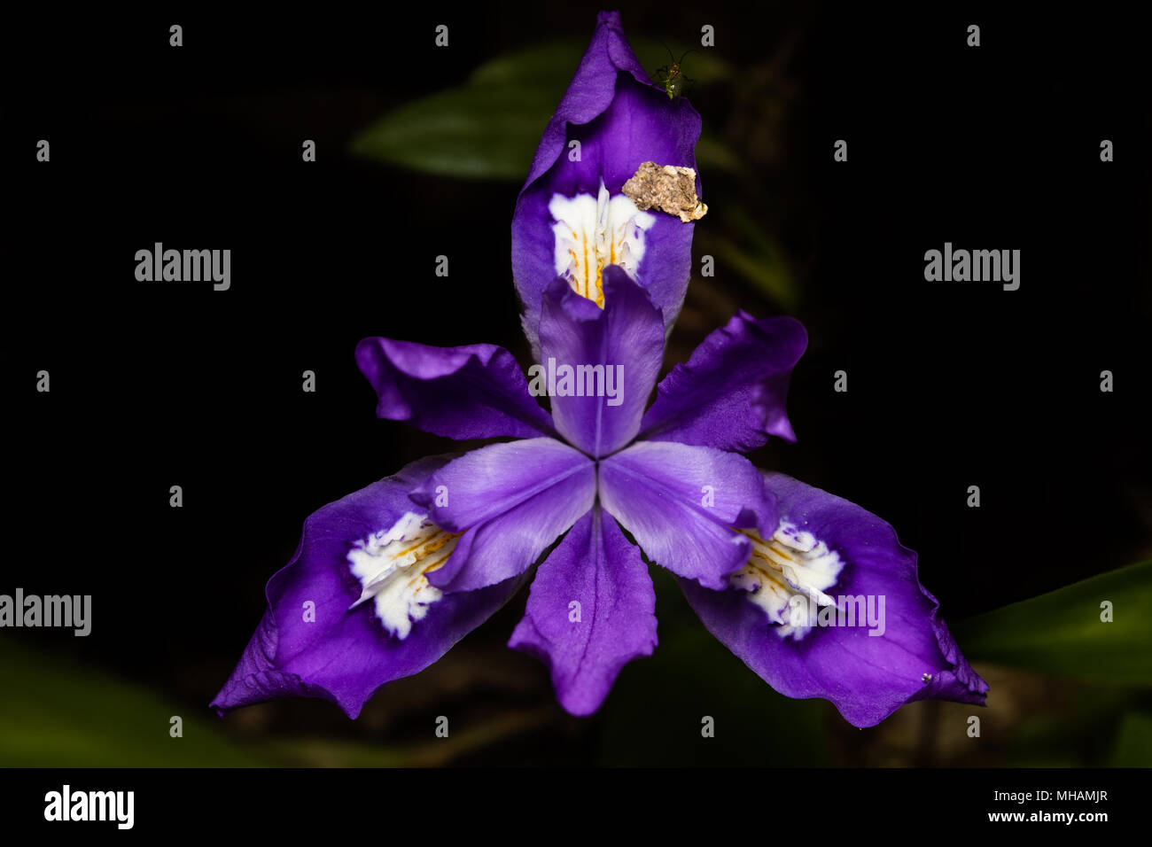 A spring wildflower is seen in this macro image taken in Central ...