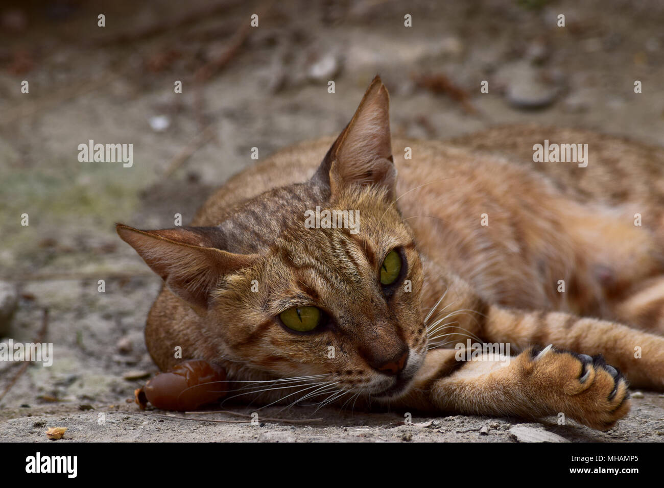 The female body photography hi-res stock photography and images - Alamy