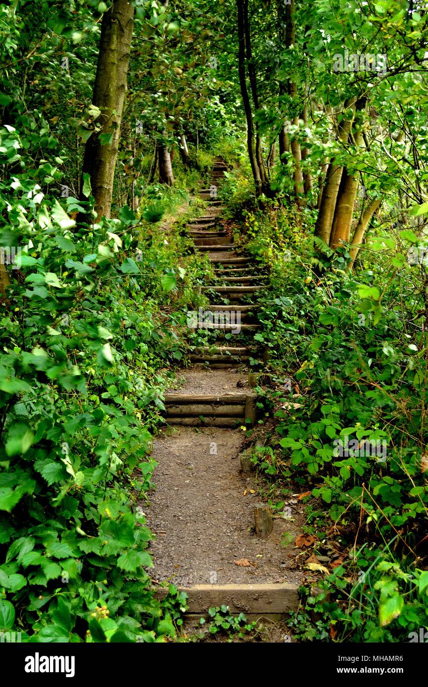 An image showing a path up some steps leading into the forest Stock ...