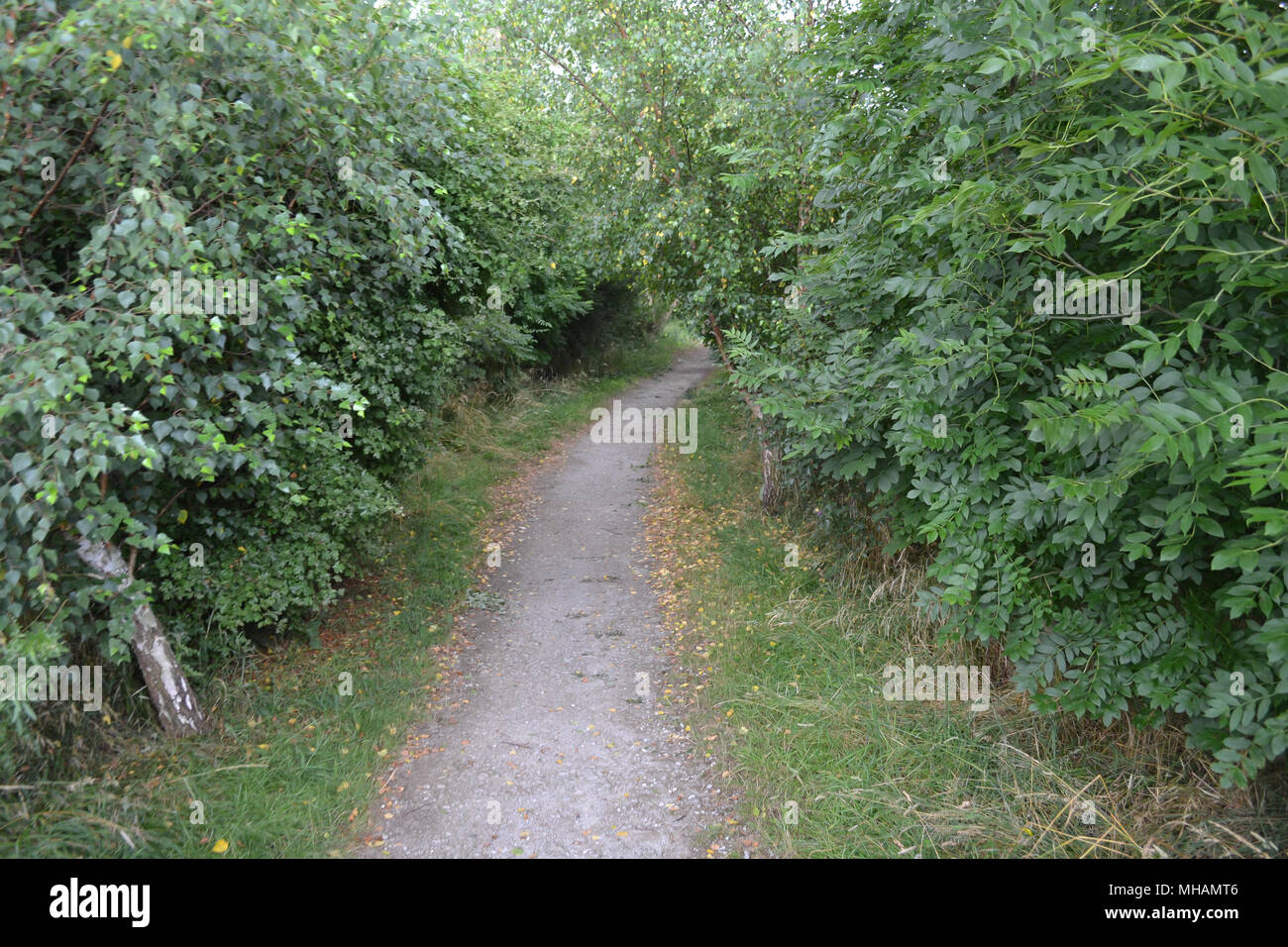 An image showing the path leading through the forest Stock Photo - Alamy