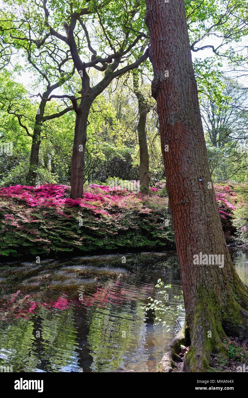 Sunny spring day in the Isabella Plantation, Richmond park Surrey ...