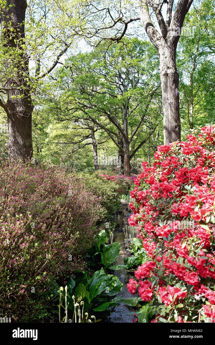 Sunny spring day in the Isabella Plantation, Richmond park Surrey ...