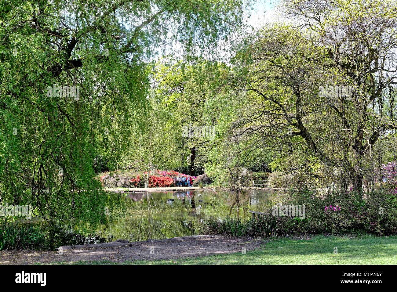 Sunny spring day in the Isabella Plantation, Richmond park Surrey ...