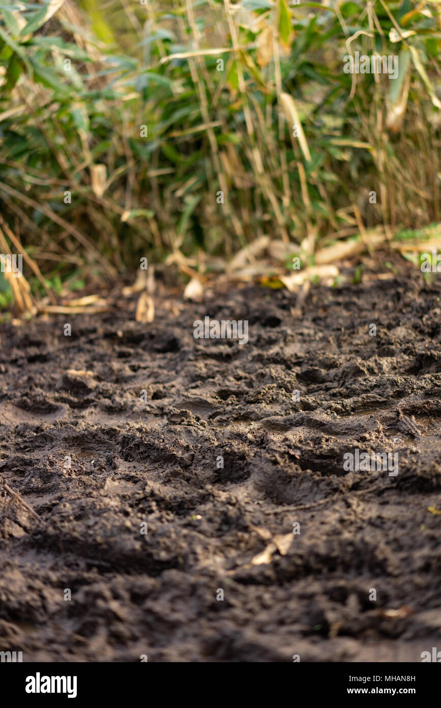 A wet path with mud Stock Photo - Alamy
