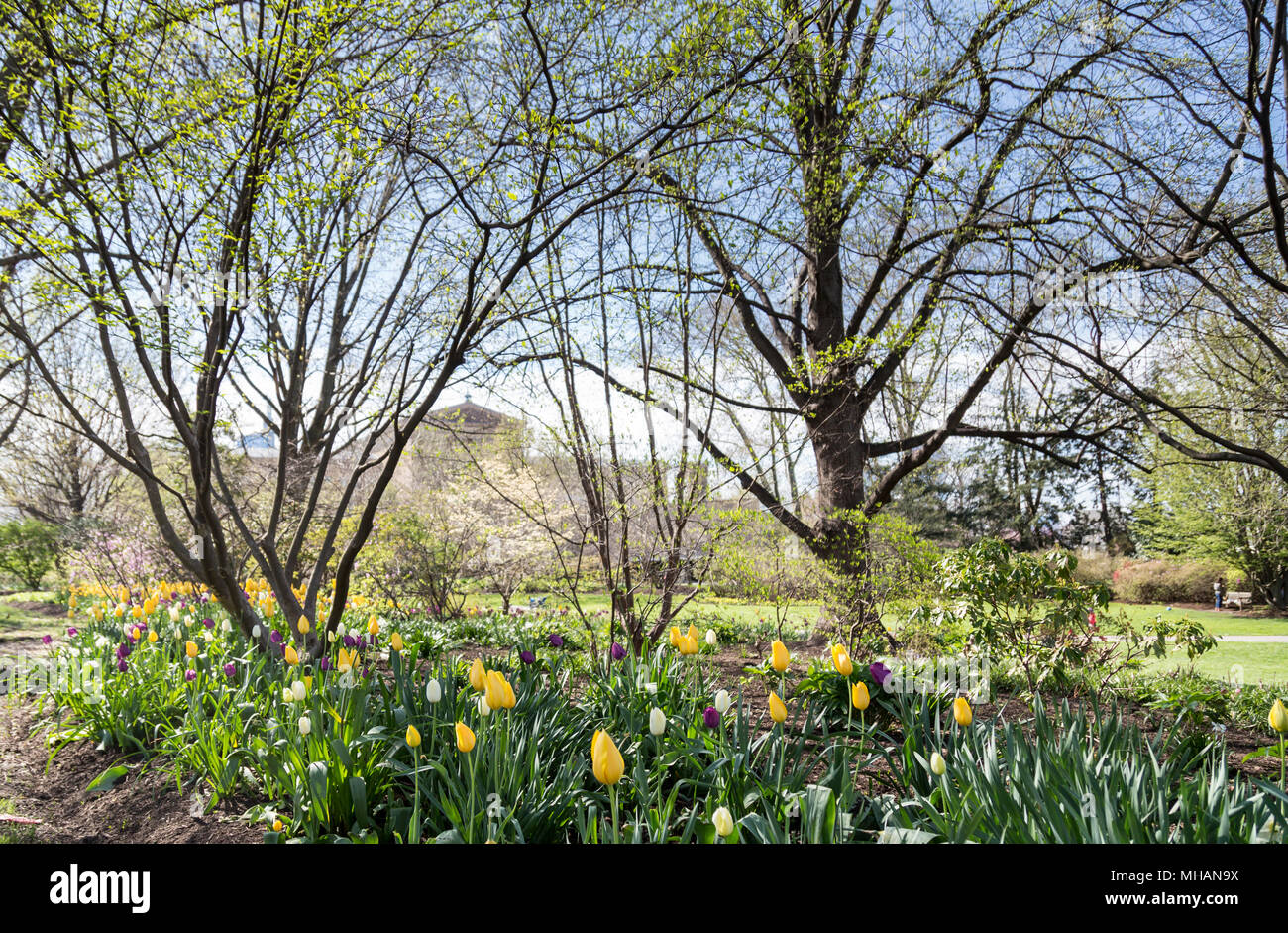 Tulips in bloom in springtime at Azalea Garden at the Philadelphia ...