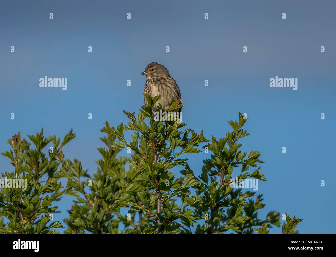 Linnet hedge hi-res stock photography and images - Alamy