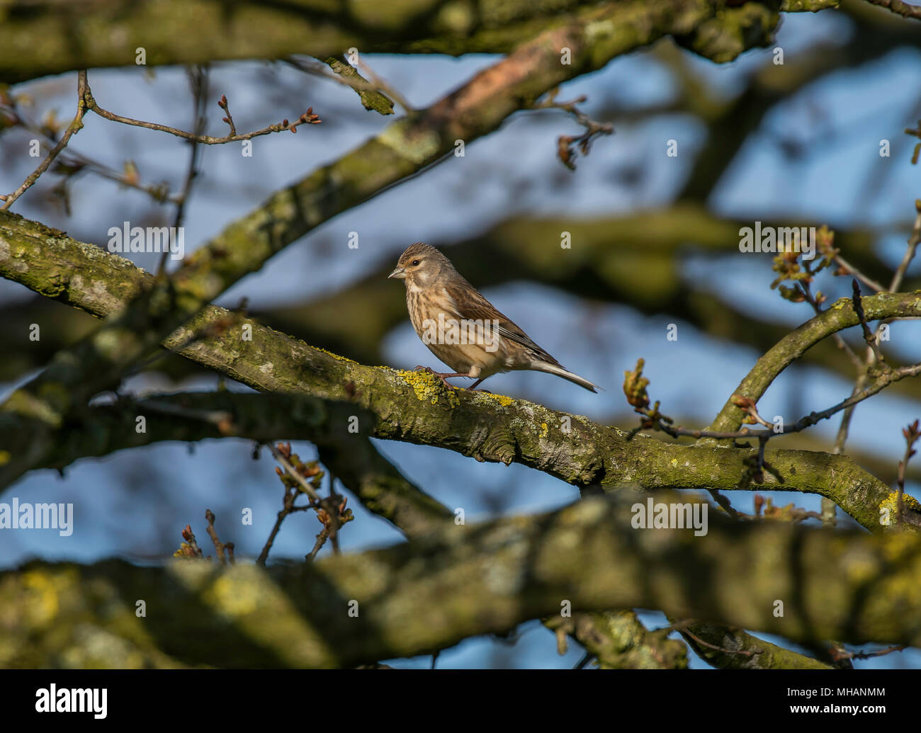 Linnet hedge hi-res stock photography and images - Alamy