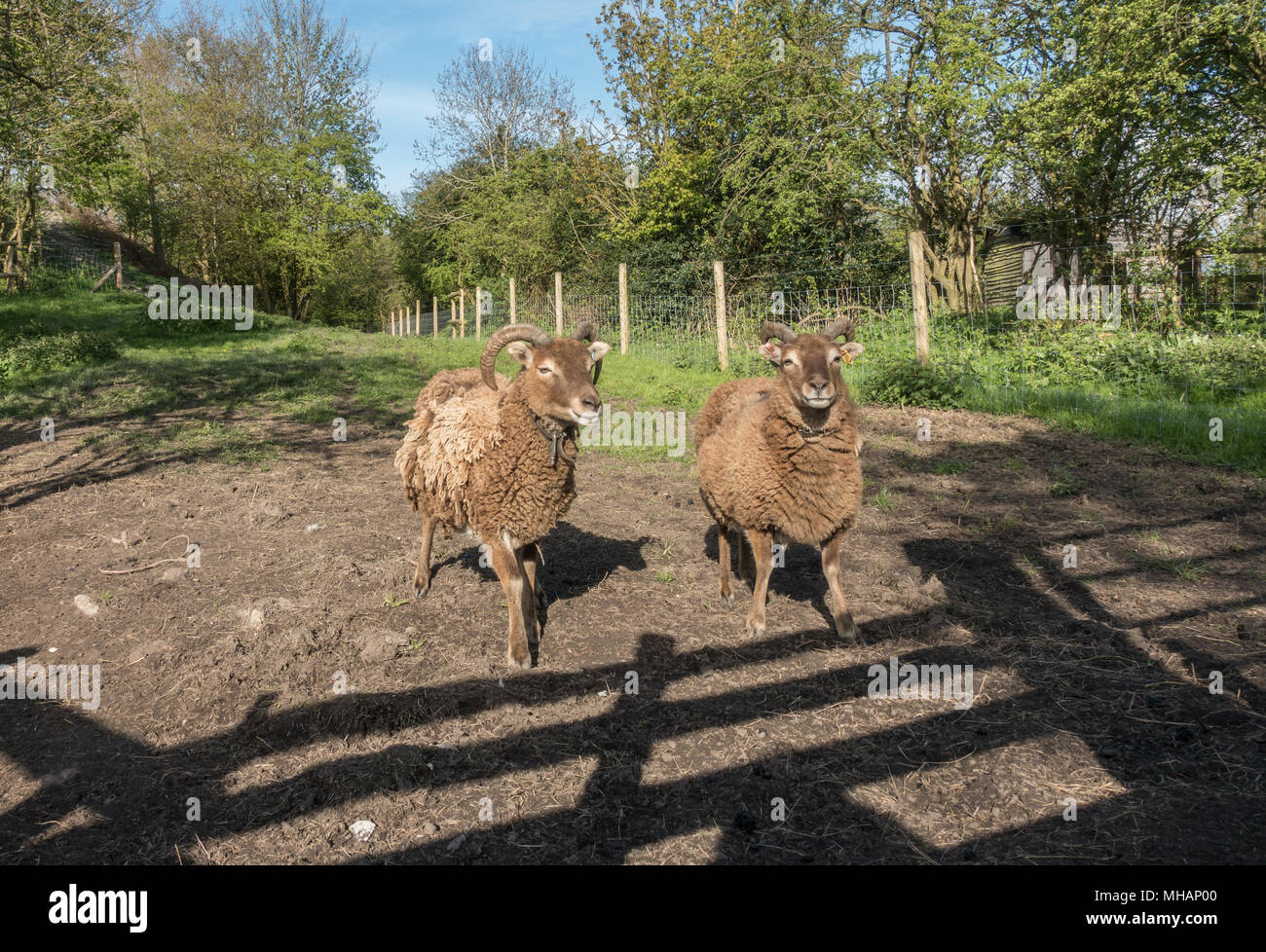 Short tailed sheep hi-res stock photography and images - Alamy