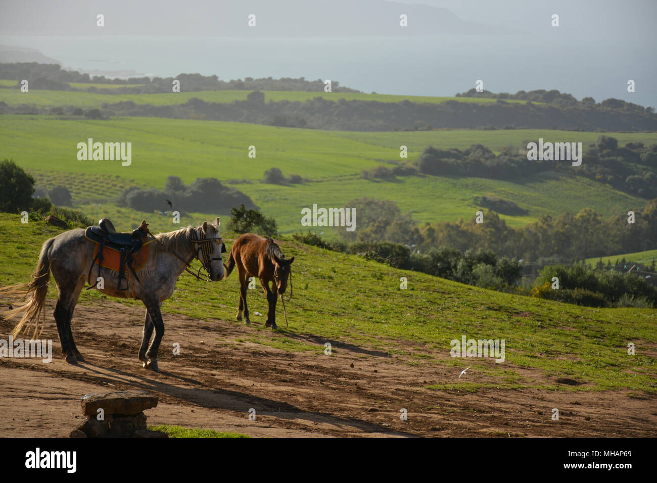 Algerian nature hi-res stock photography and images - Alamy