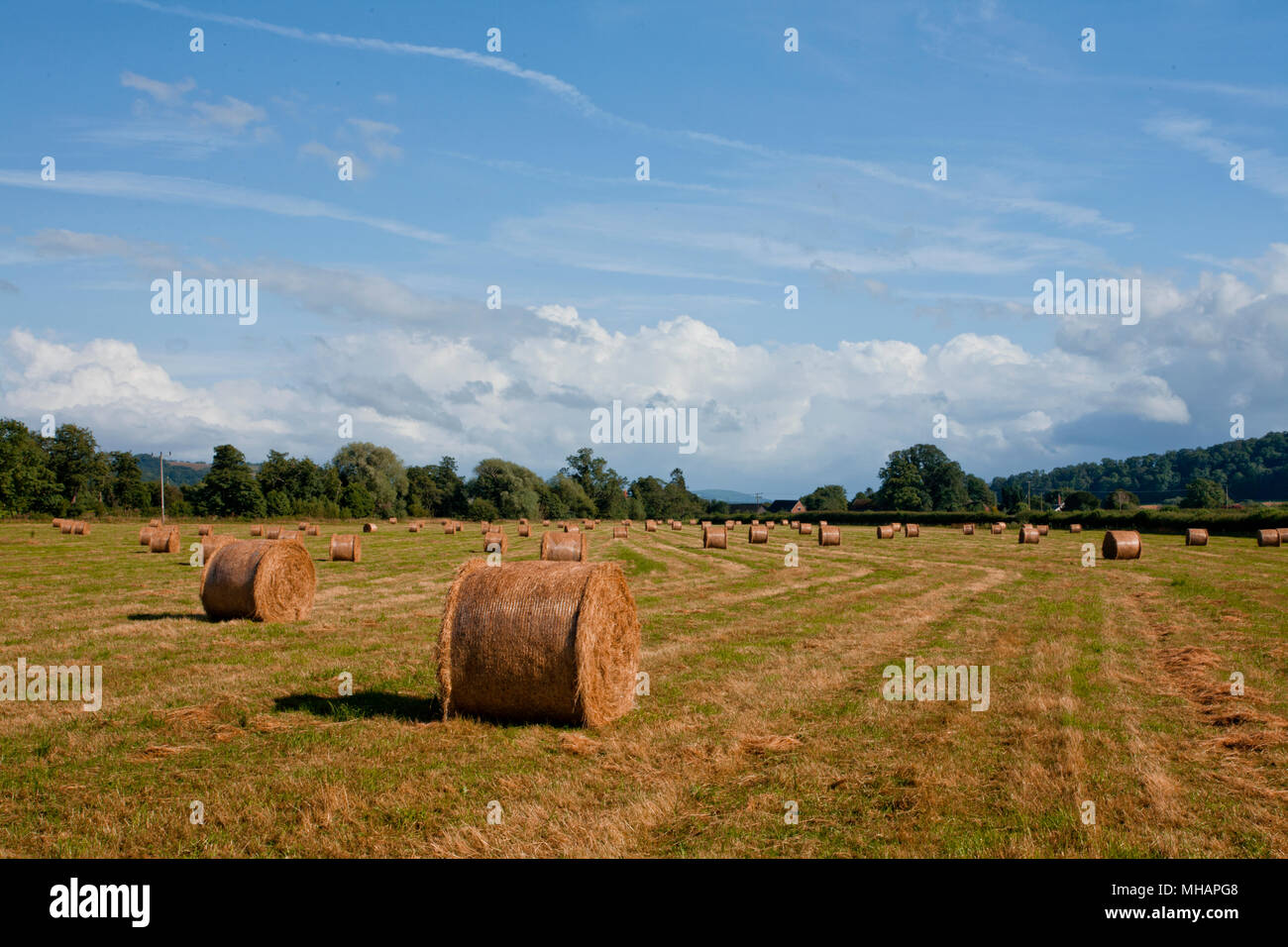 Round bales of hay drying in the early evening sunshine Stock Photo - Alamy