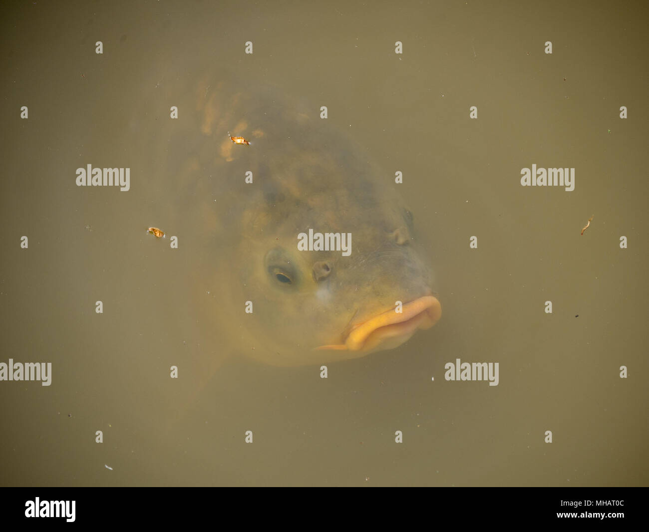 Carp head hi-res stock photography and images - Alamy