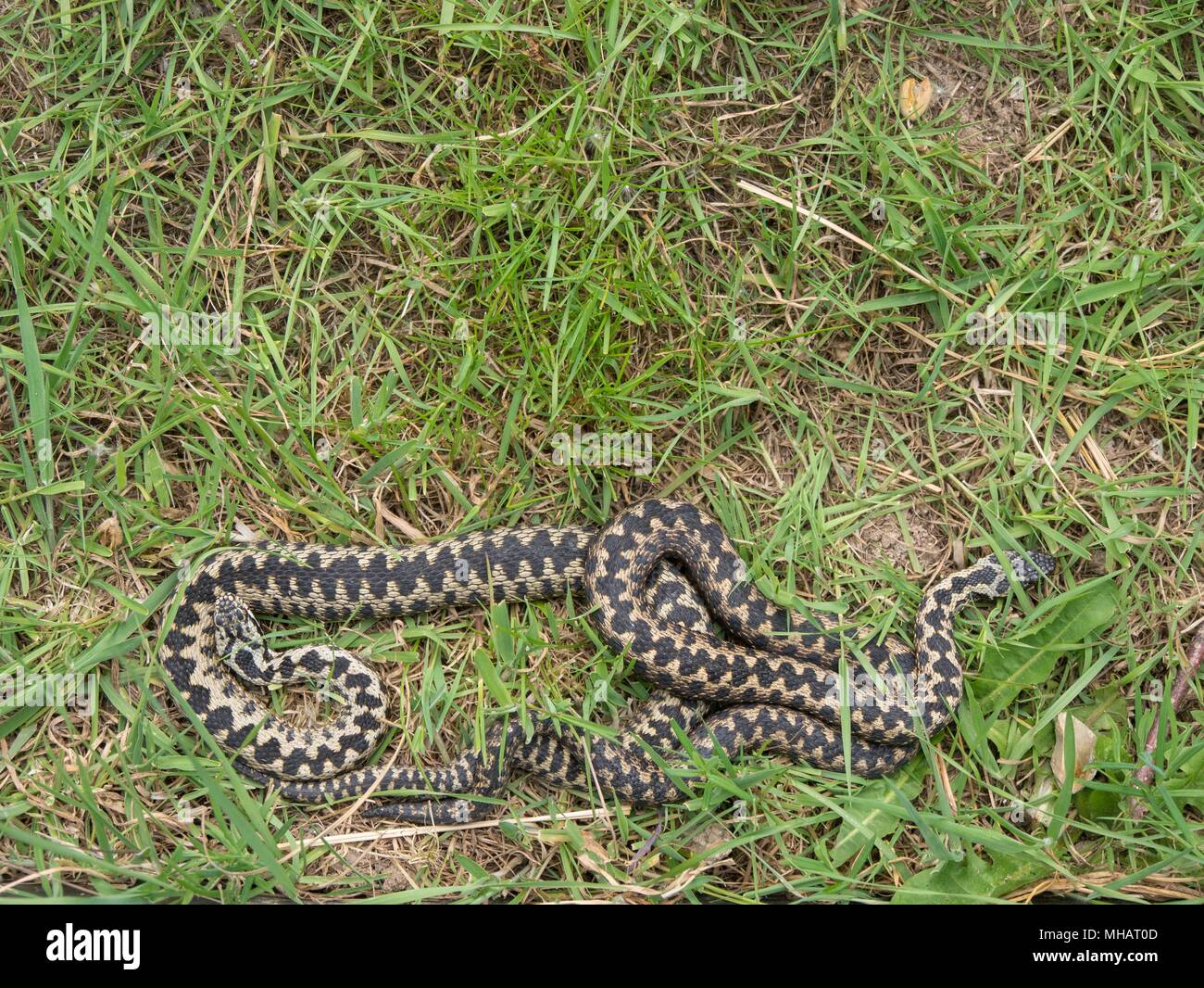 Snake fangs uk adder hi-res stock photography and images - Alamy