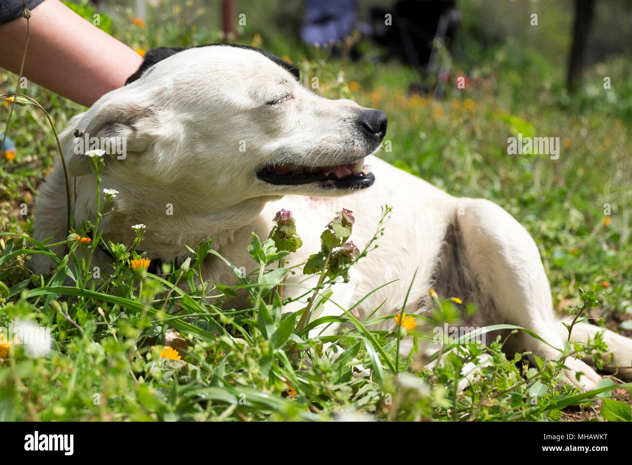 there is a dog which is happy to be loved by a human. it is laughing ...