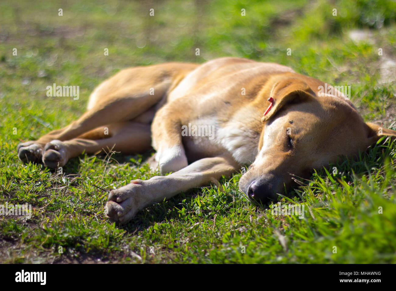 there is a dog which is happy to be loved by a human. it is laughing ...