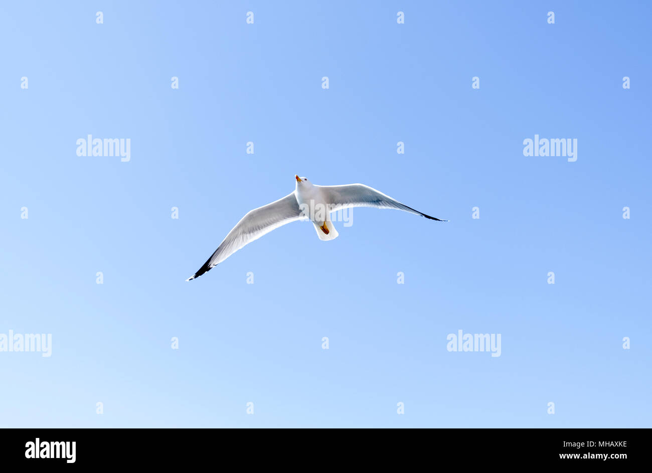 Yellow wing flying fish hi-res stock photography and images - Alamy