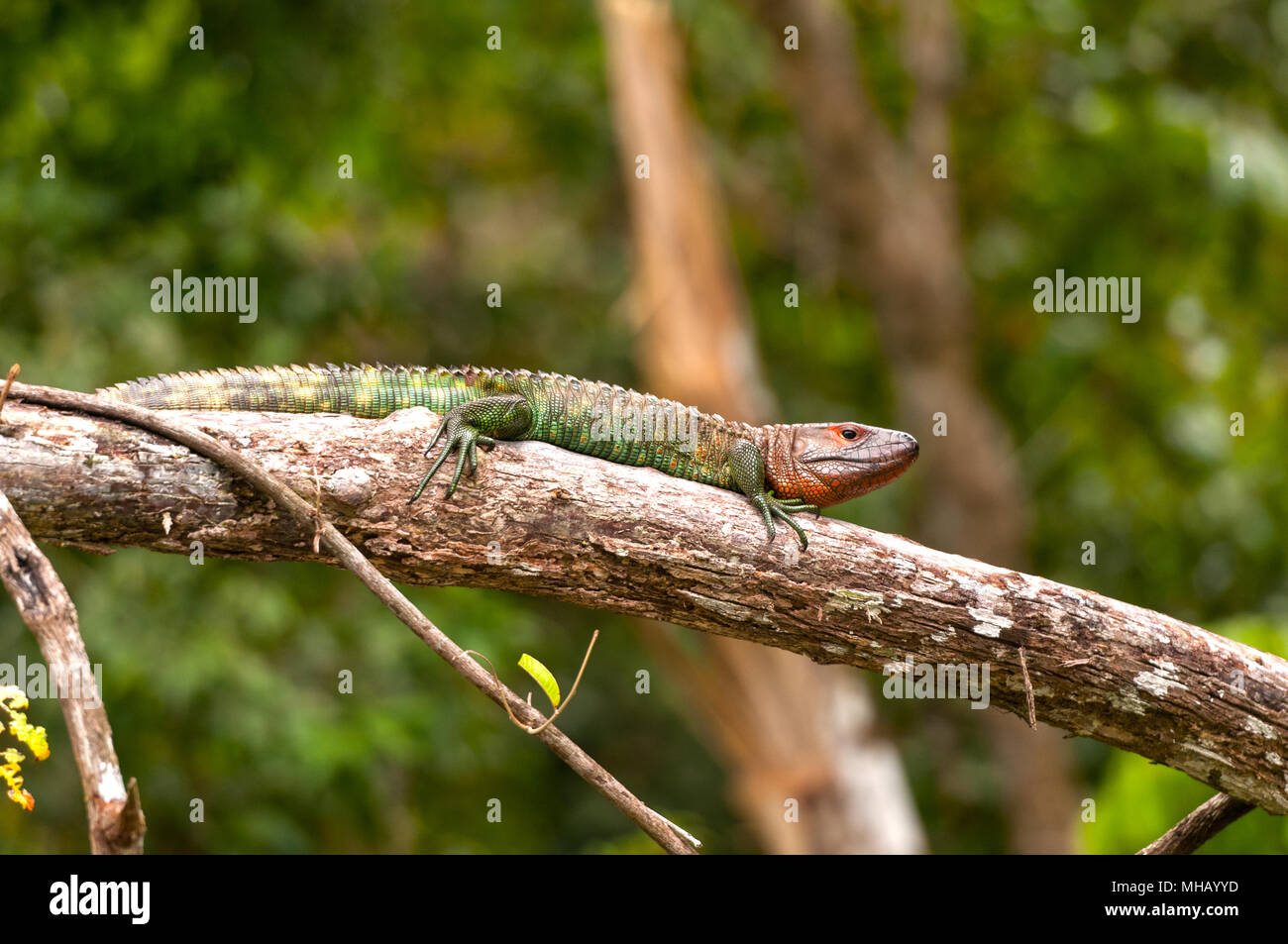 Flora and fauna amazon hi-res stock photography and images - Alamy