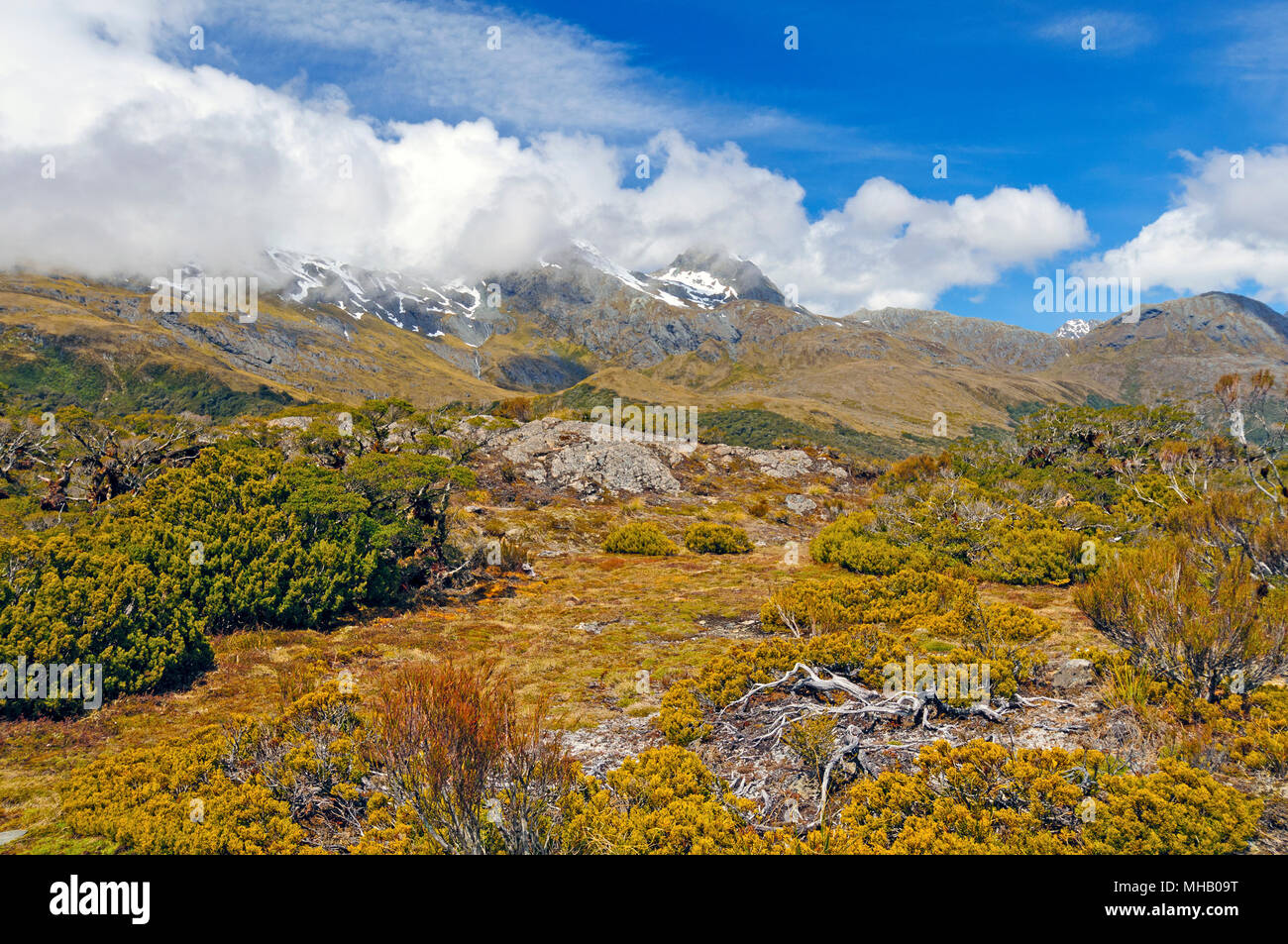 Alpine vegetation at the Key along the Routeburn Track Stock Photo - Alamy