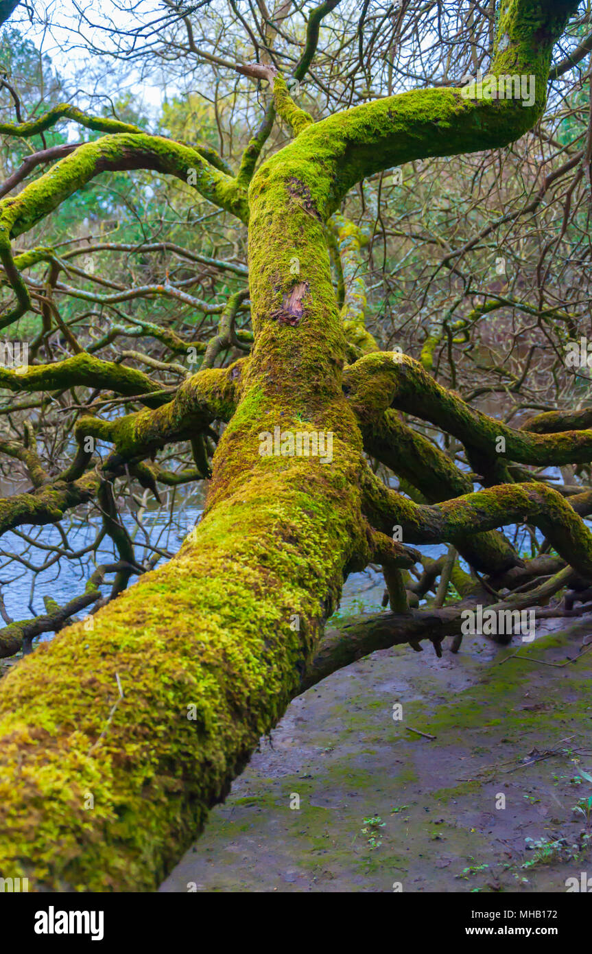 Scary looking green and yellow moss covered fallen tree trunk and ...