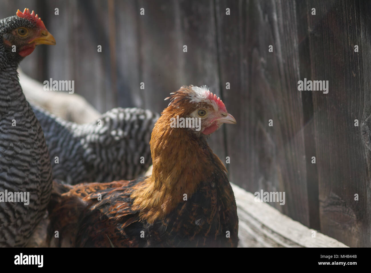 Happy free range chicken (Gallus gallus domesticus Stock Photo - Alamy