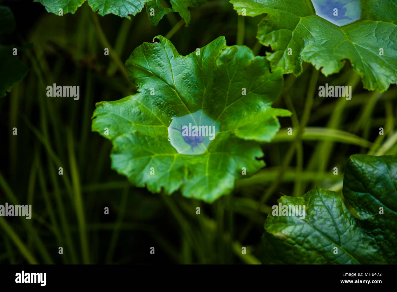 Green plants collecting water in their leaves Stock Photo - Alamy