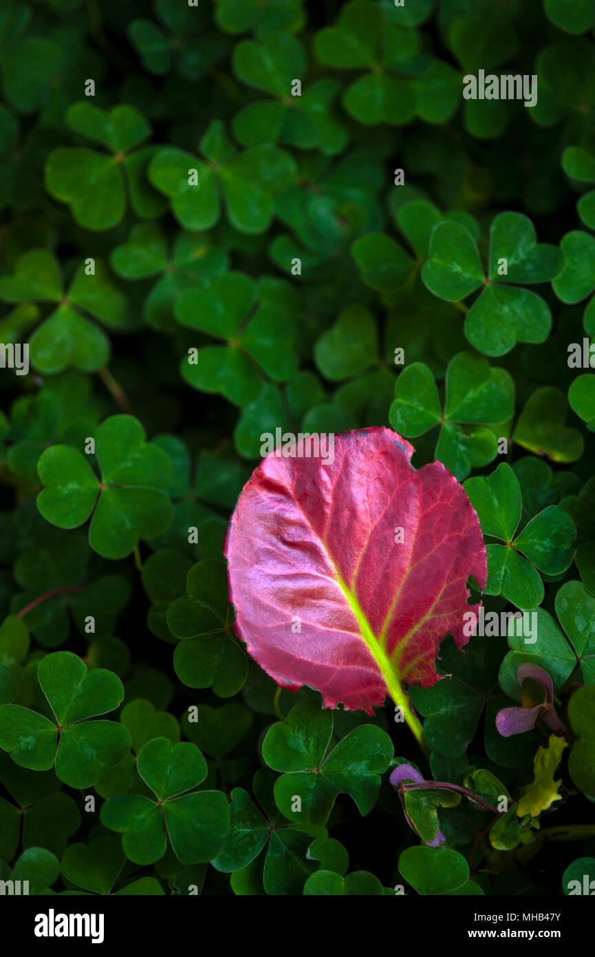 Botanical Garden Clover field with red leaf plant Stock Photo - Alamy