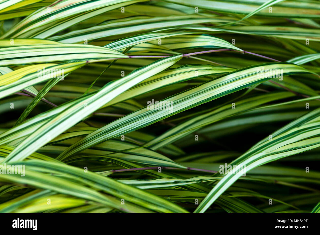 Botanical Garden tall grass creating light patterns Stock Photo - Alamy