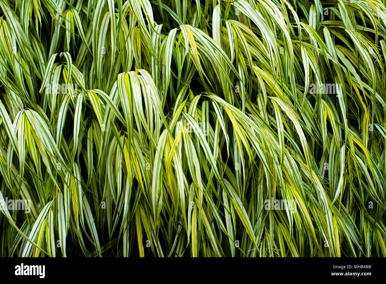 Botanical Garden tall grass creating light patterns Stock Photo - Alamy