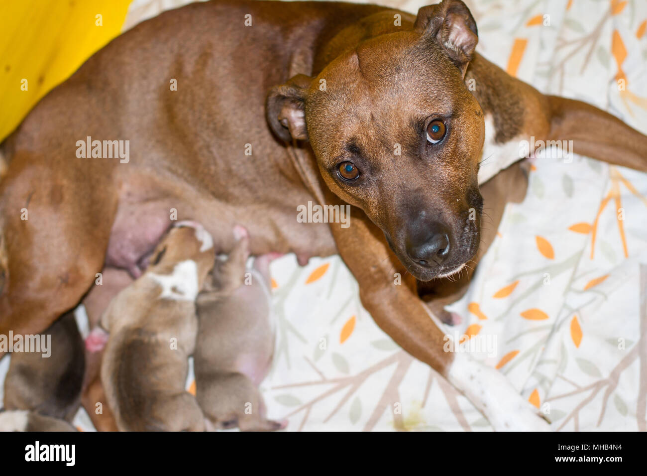 Female dog hi-res stock photography and images - Alamy